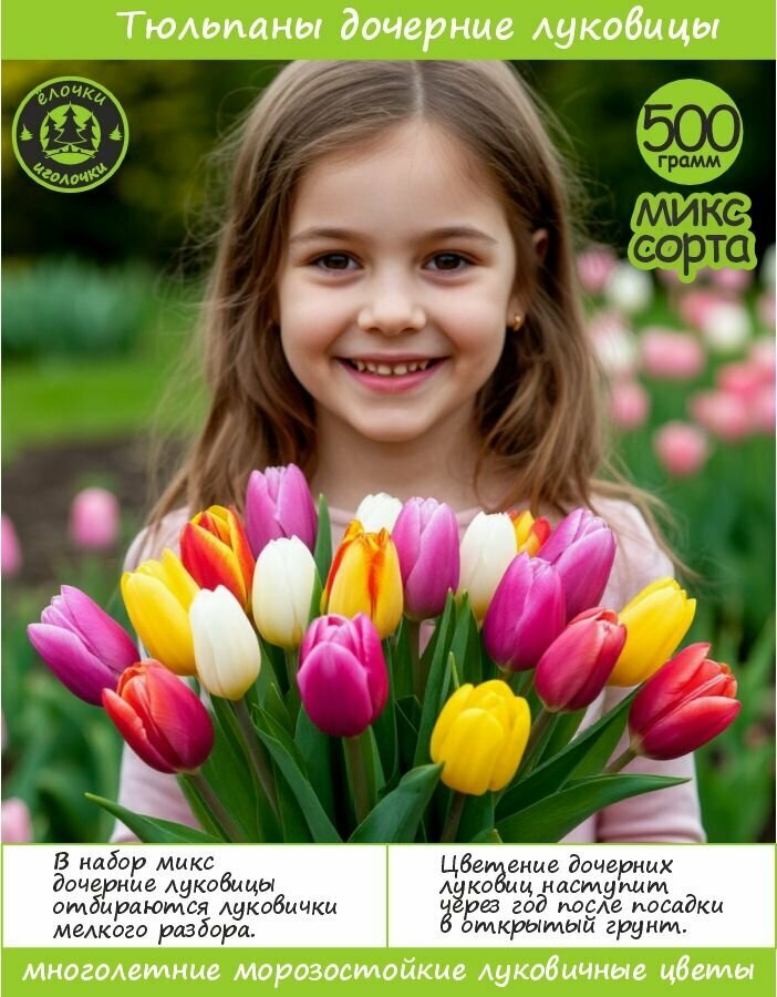 Тюльпан Луковица, дочерние, 500г