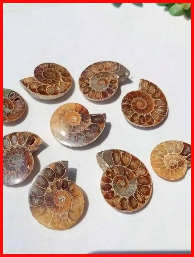 1 пара кусочков раковины из натурального аммонита, Образцы минералов, Полированные драгоценные камни