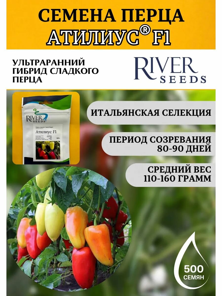 Перец сладкий Атилиус F1 500 семян River Seeds, профессиональные семена год урожая 2020