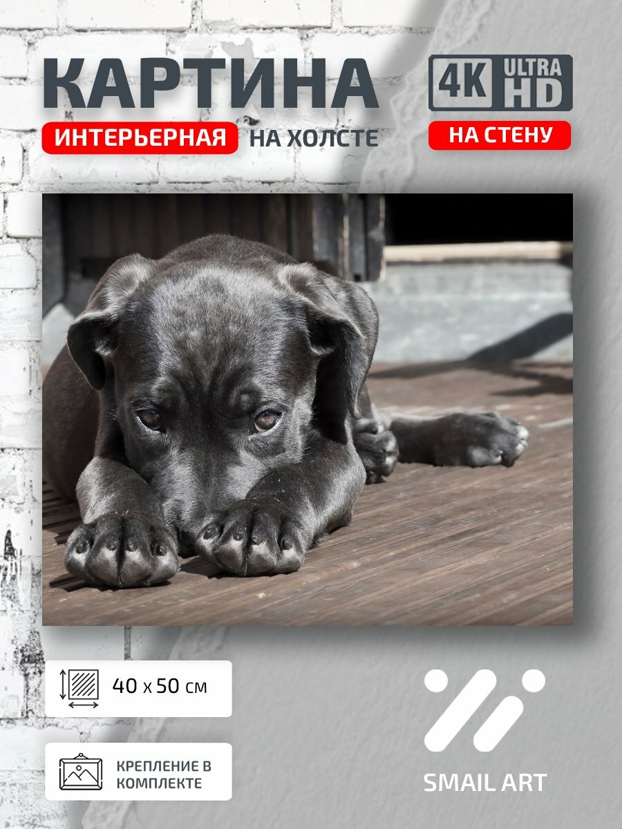 Картина на холсте интерьерная 40 на 50 на стену Лежит Animal для кафе animal style интерьер