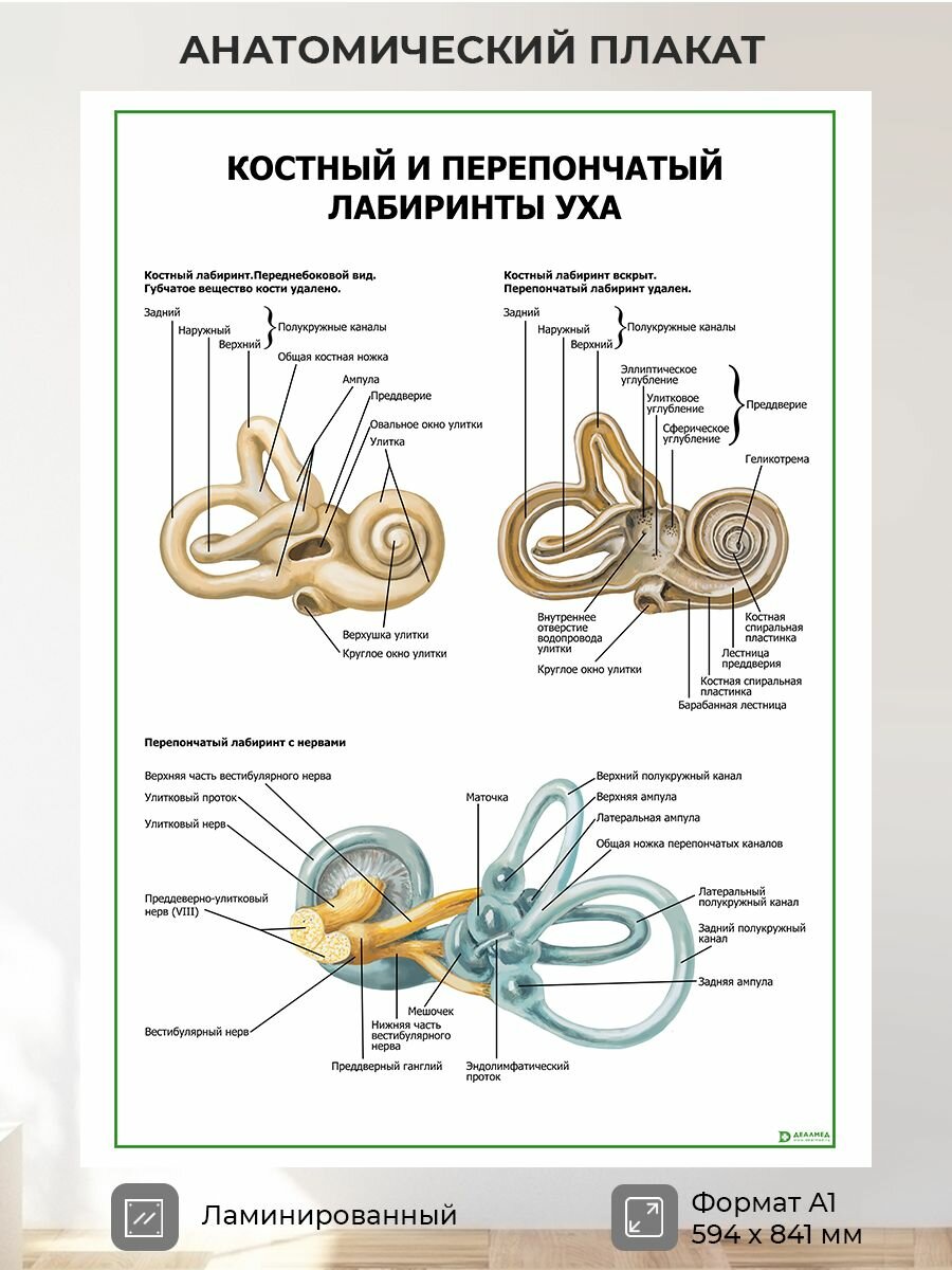 Обучающий медицинский плакат ламинированный формат А1 Костные и перепончатые лабиринты "Уха"