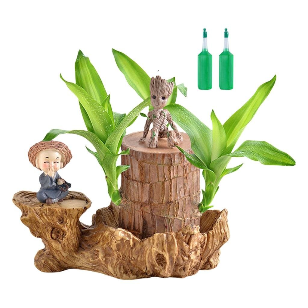 Бразильское дерево Грут гидропонное счастливое дерево-6-7 см Бразильское дерево + цветочный горшок из сухостоя + соломенная шляпа монаха