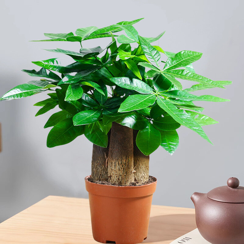 Горячая распродажаДенежное дерево, комнатное цветочное растение, зеленое растение для офиса, легкое в уходе, для гостиной, вечнозеленое дерево удачи, плетеный бонсай