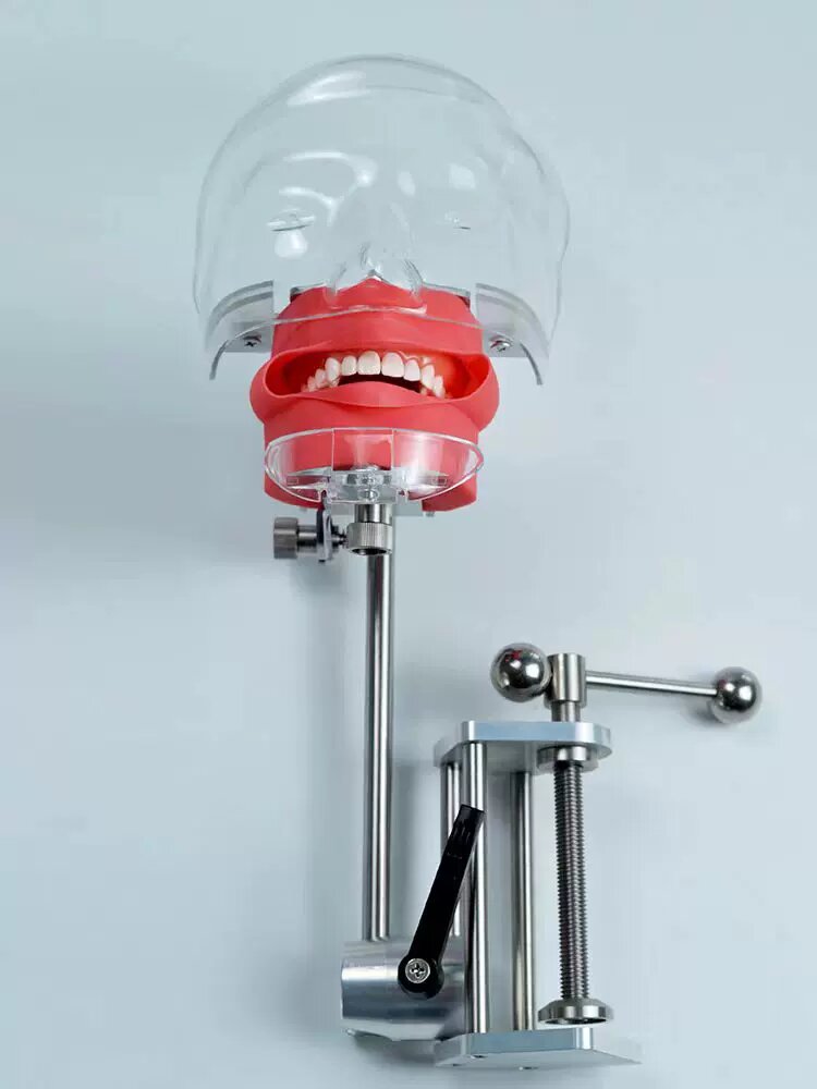 Модель зуба для практики экзаменов по оральной хирургии: имитация удаления пульпы корневого канала, подготовка зуба для