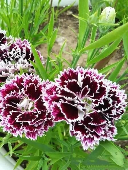 Семена Гвоздика Китайская Ворожея Блэк, 30 штук