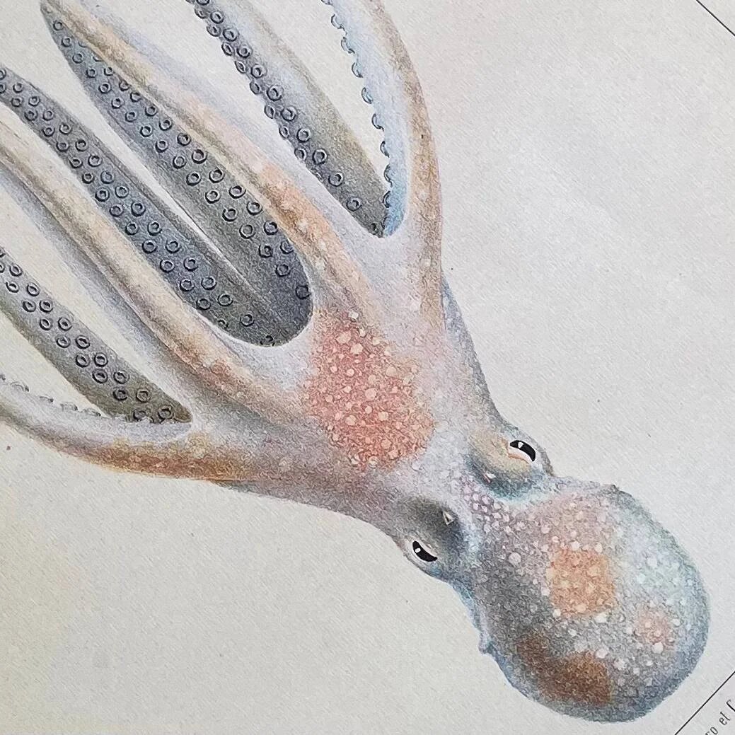 Постер Учёные картинки (Science Pictures) «Octopus Salutii» А3 — фото 1