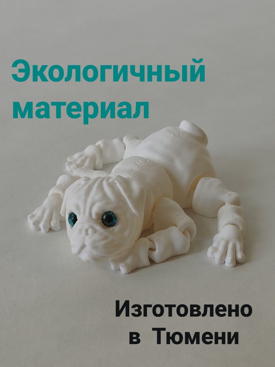 Мопс подвижный — фото 1
