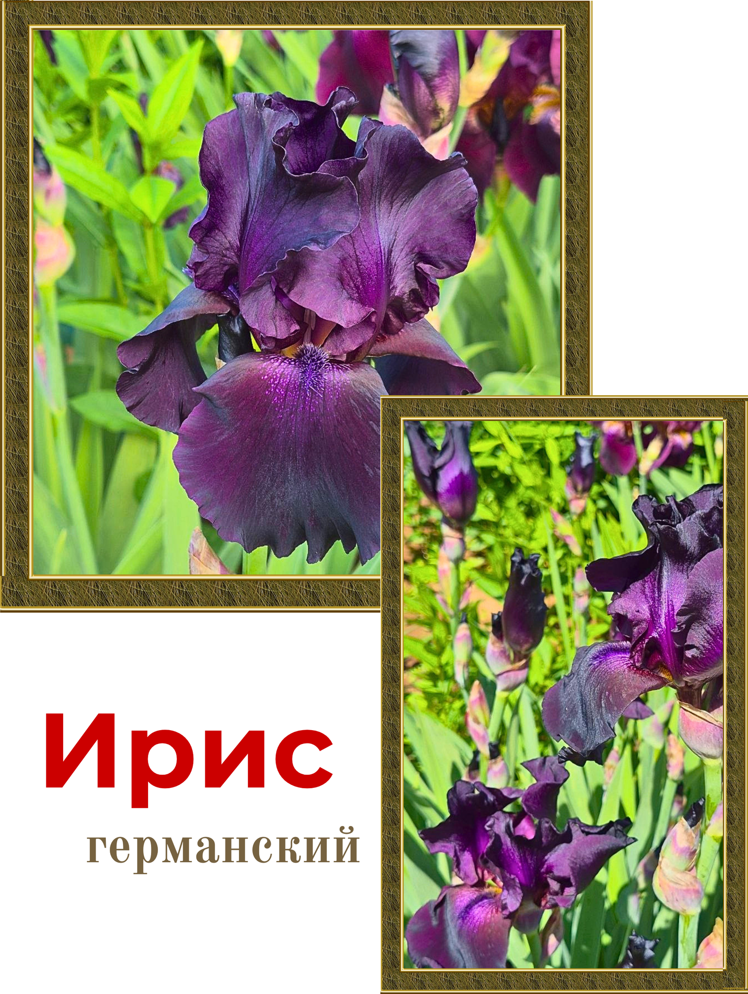 Ирис германский фиолетовый
