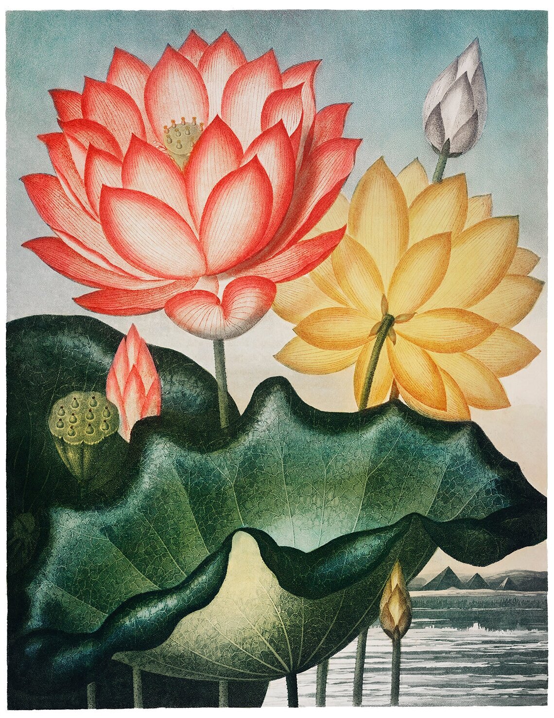 Постер / Плакат / Картина Египетский лотос 40х50 см в подарочном тубусе