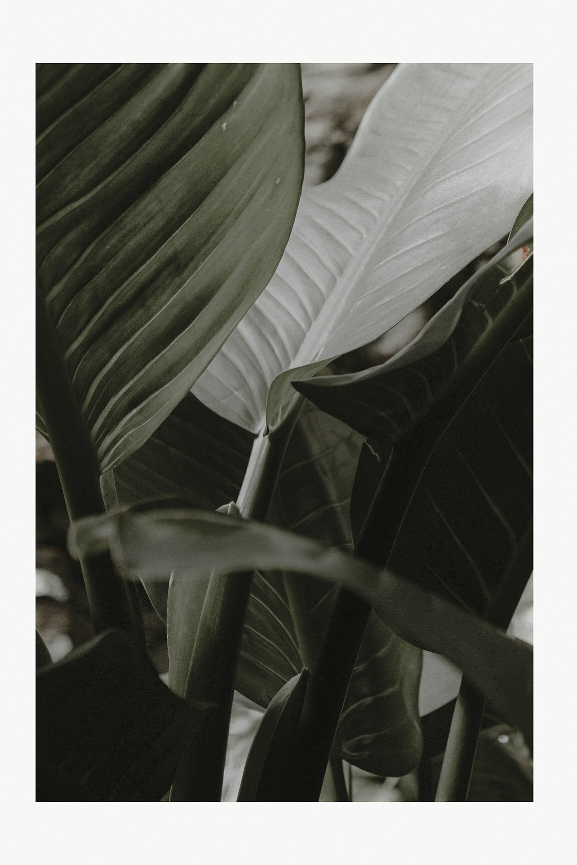 Постер / Плакат / Картина Тропический мир 40х50 см в подарочном тубусе