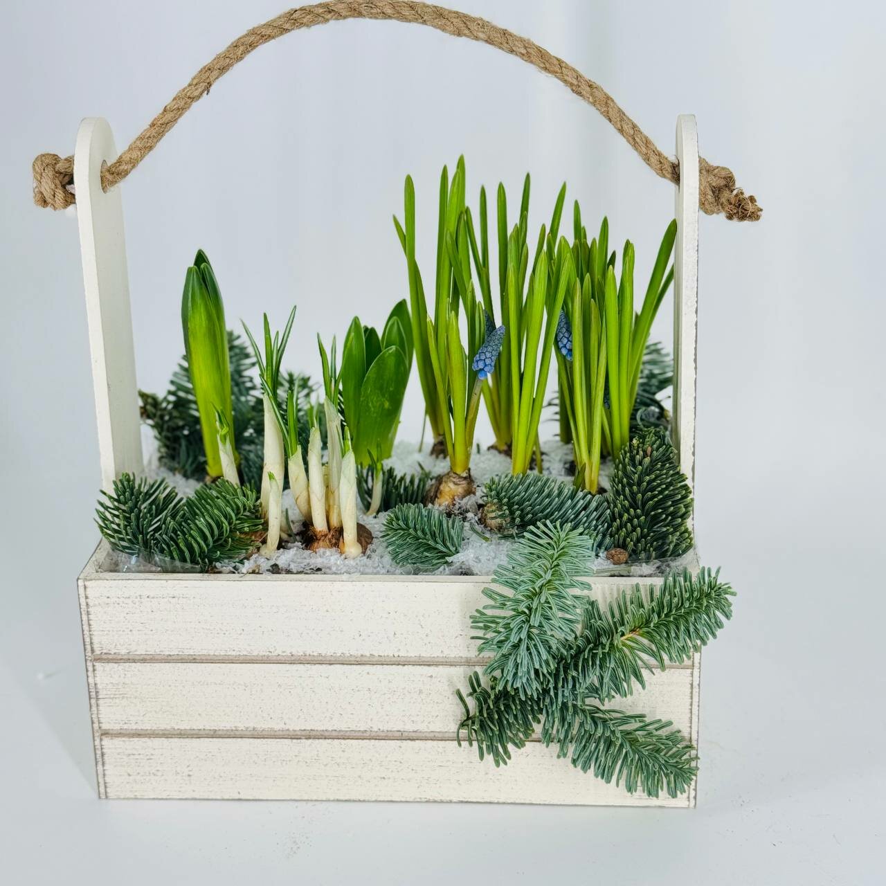 Интерьерная зимняя композиция в деревянном ящике из первоцветов мускари, гиацинты с крокусами и веточками натурального нобилиса, кипариса и туи