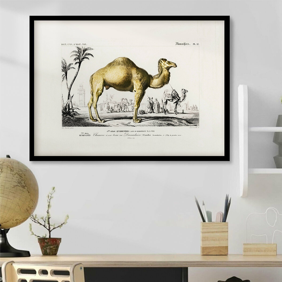 Постер "Верблюд иллюстракция" в черной рамке 40x50 см для интерьера на стену