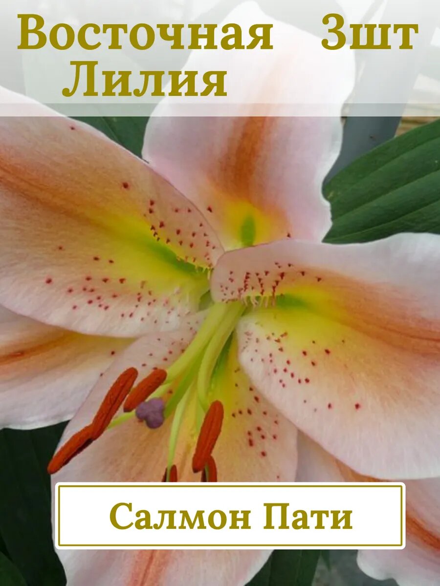 Лилия Восточная махровая, многолетние цветы, луковицы 3 шт