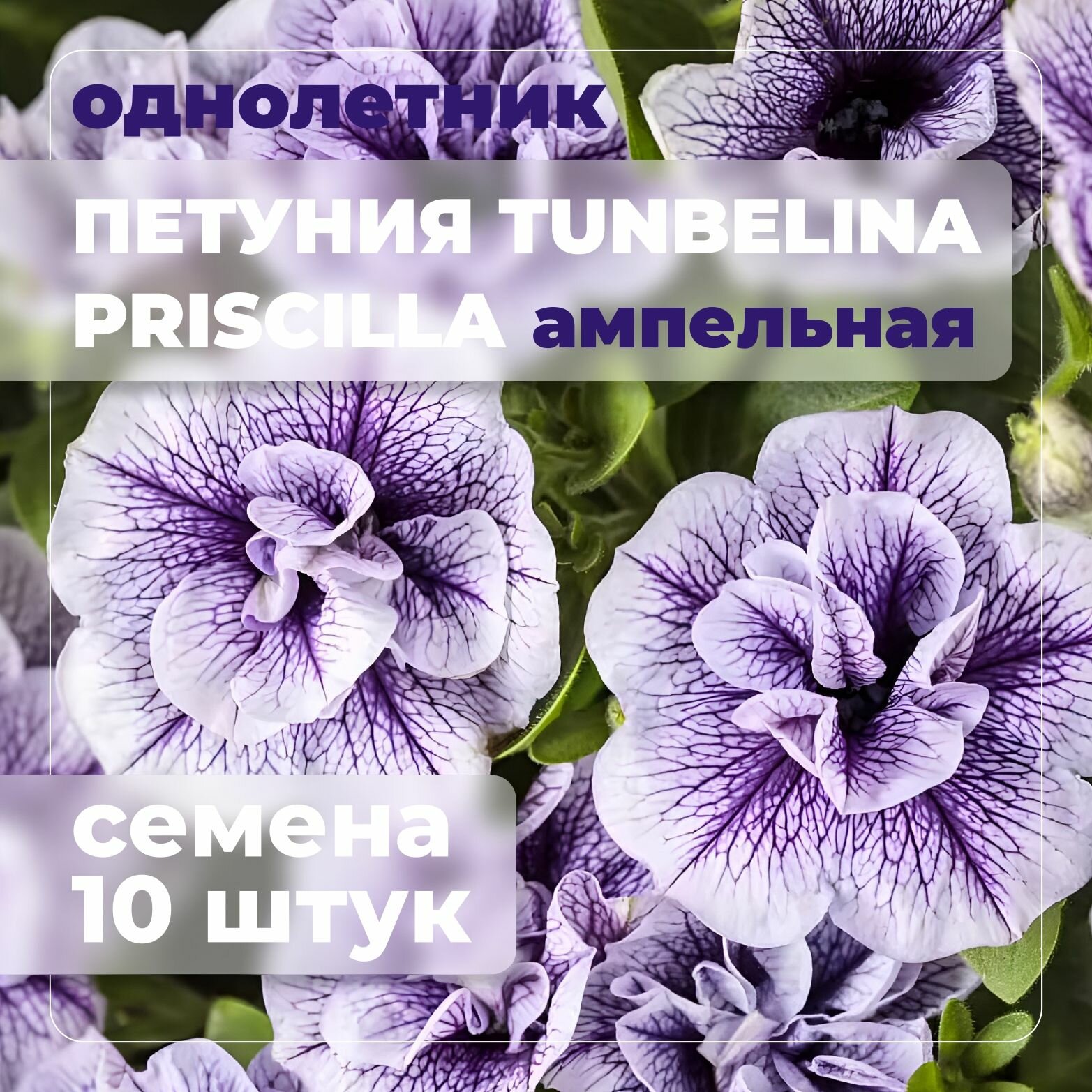 Петуния тумбелина Присцилла ампельная, для красивого сада, семена 10 штук