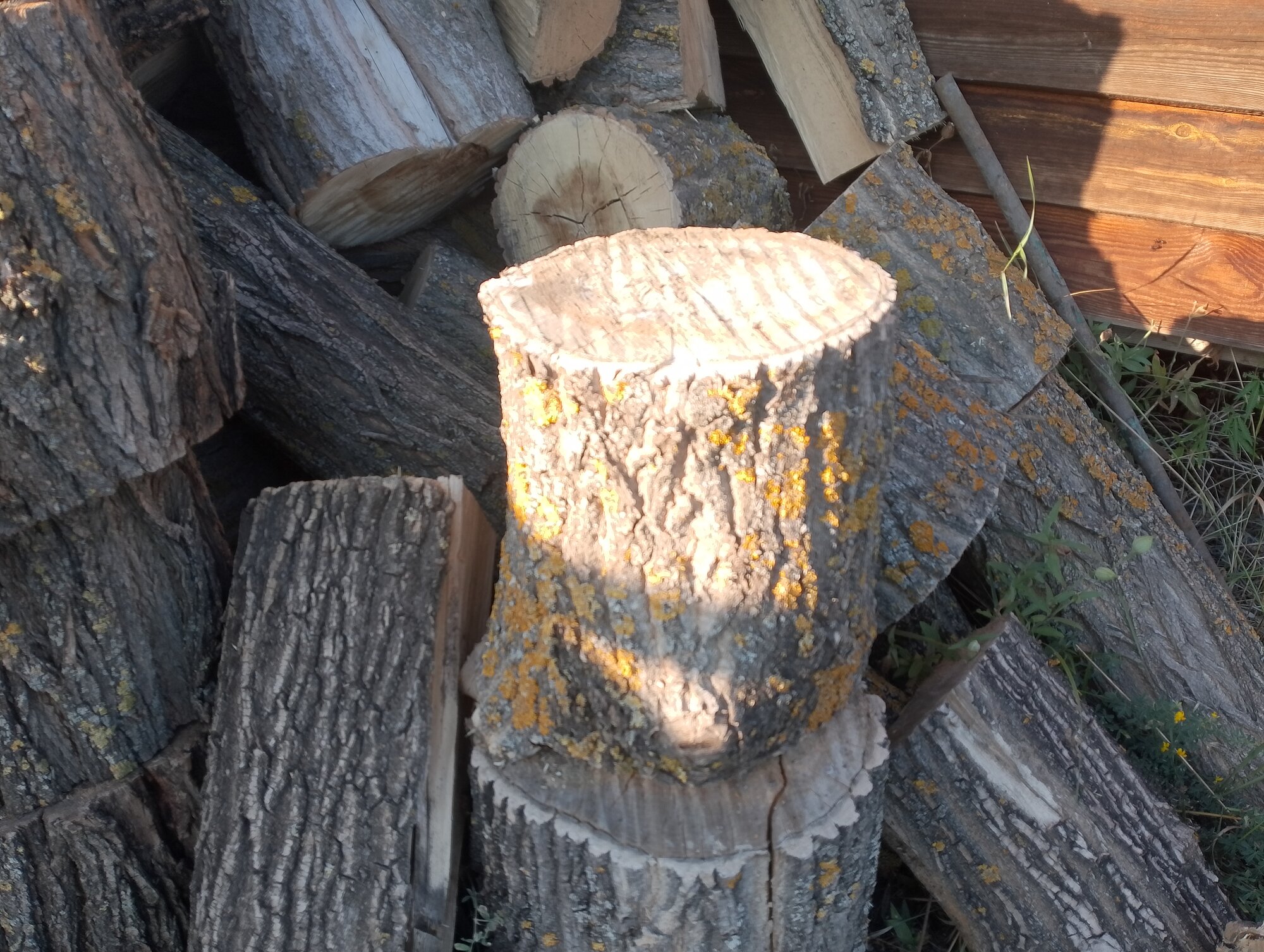 Пень (чурка) натуральный необработанный из акации диаметром 24 см