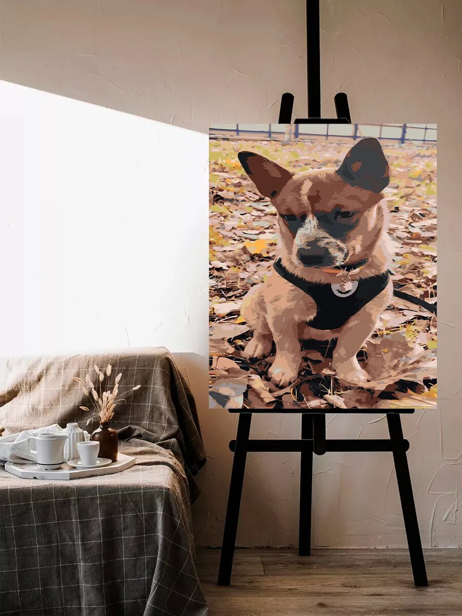 Картина по номерам Австралийская Пастушья Собака Хилер