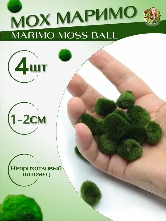 Кладофора шаровидная мох маримо (Aegagropila linnaei) 1-2см