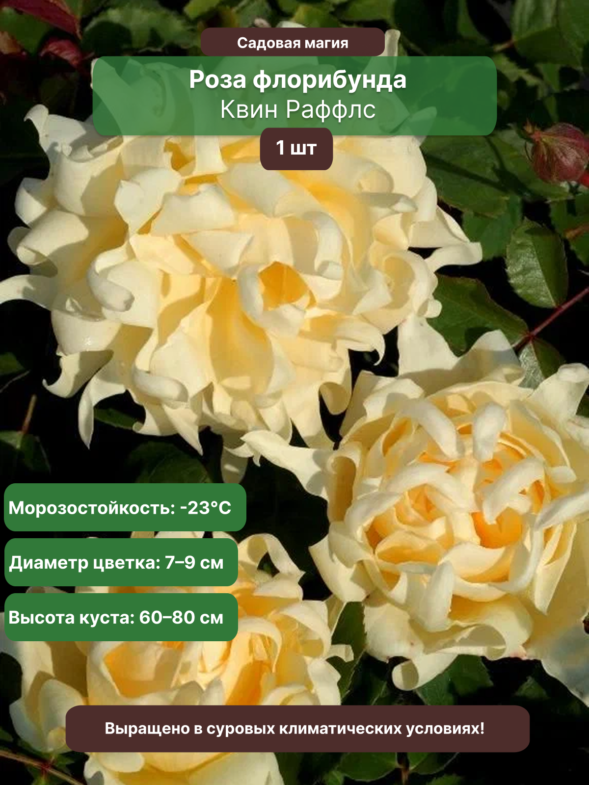 Роза флорибунда "Квин Раффлс", многолетняя, кремово-желтая, 1 саженец