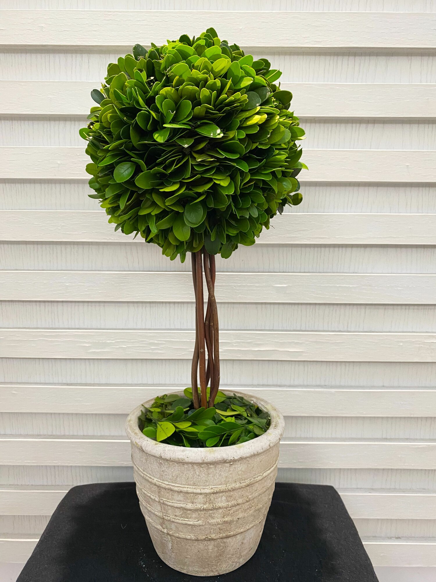 Самшит в горшках / растения для хранения в свежем виде, 2-3 года / уникальное украшение дома