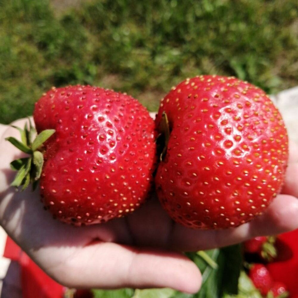 Рассада. Клубника сорт Лия сахарная