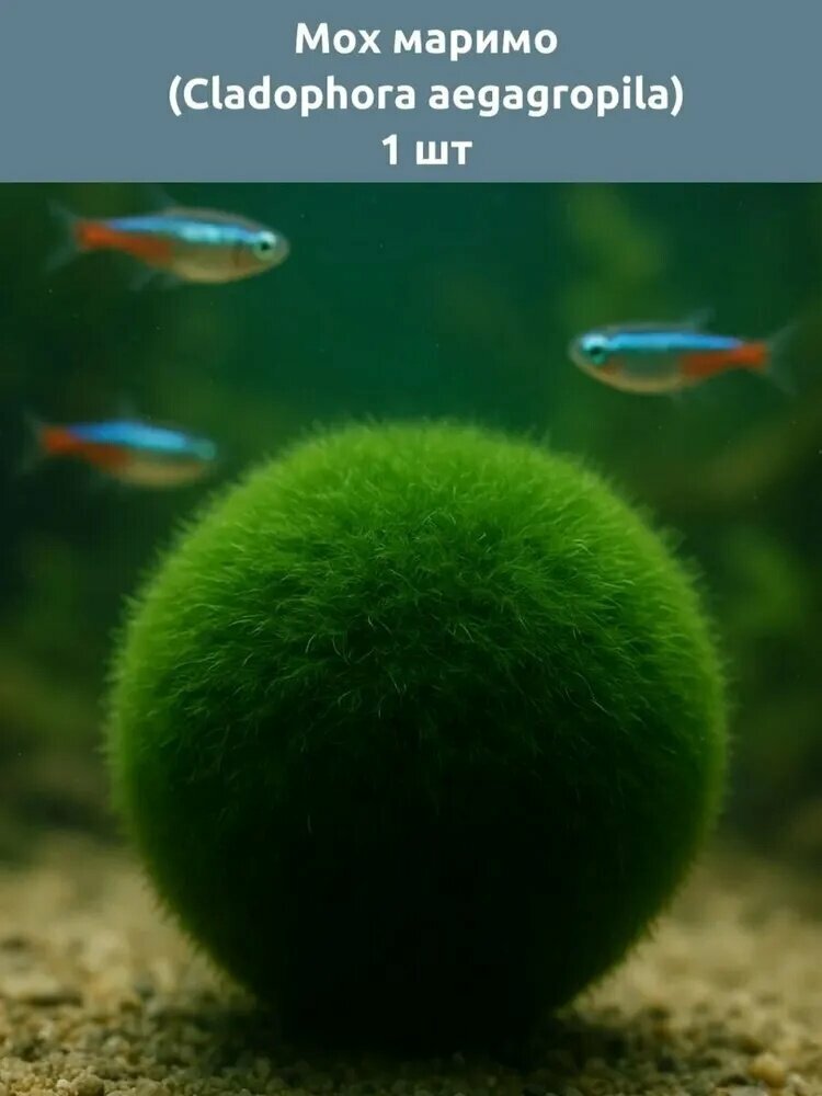 Кладофора шаровидная мох маримо (Aegagropila linnaei) 2-4см 1шт.