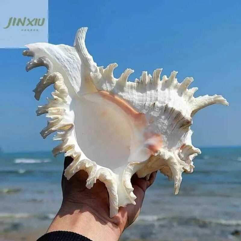 Ракушка морская Мурекс ветвистый 12-16см