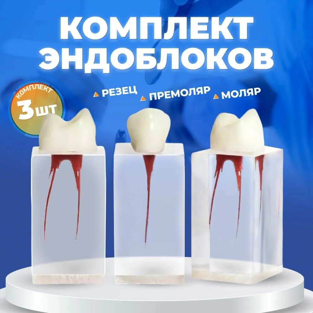 Комплект эндоблоков тренировочный стоматологический, учебный набор для отработки эндодонтических навыков и пломбирования корневых каналов резец, премоляр, моляр, прозрачный пластиковый шестиугольник с цветными люменами