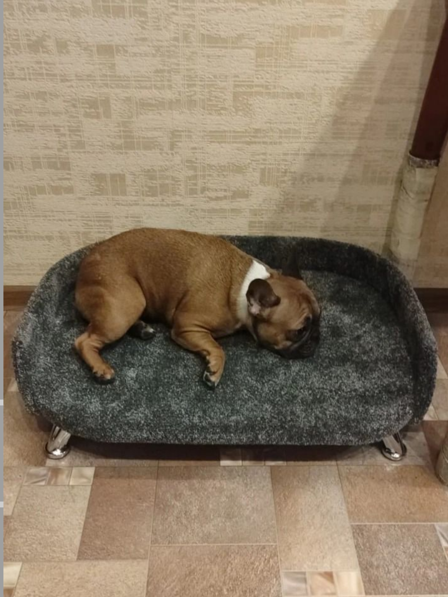 Лежанка для собак Моя Котя на ножках, темно-серый ковролин, 70х50 см