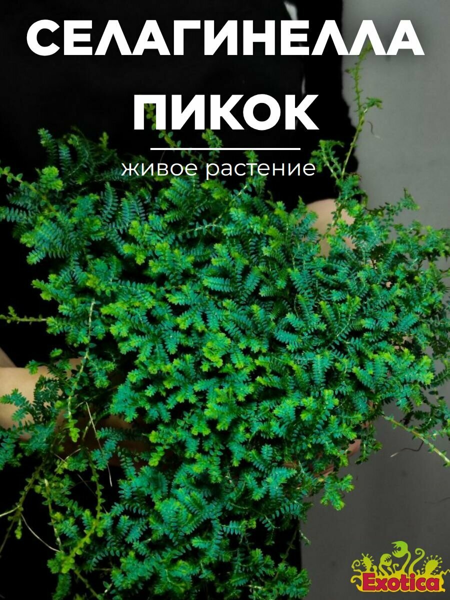Селагинелла Пикок (Selaginella Peacock) D12см, растение в горшке