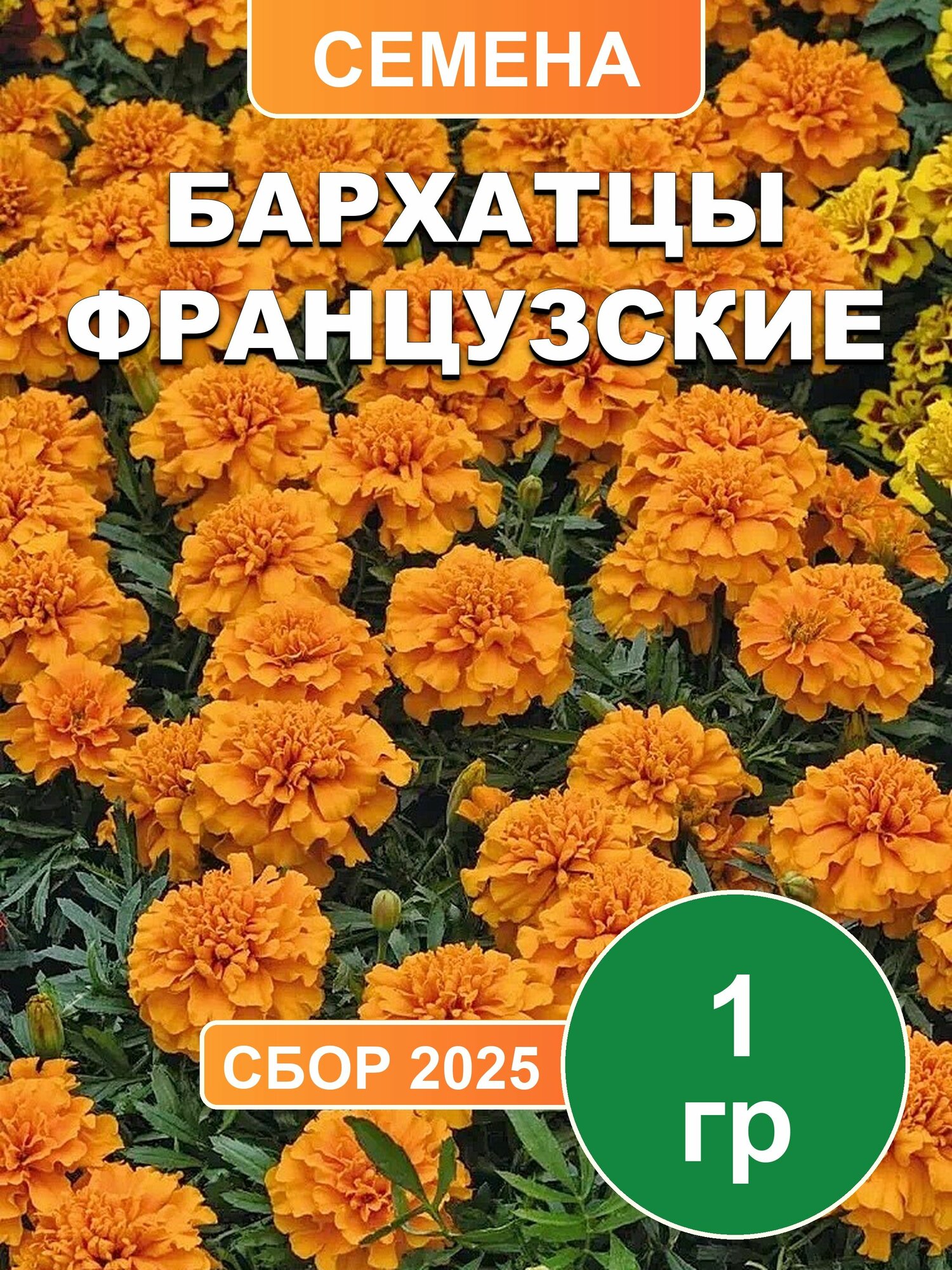Бархатцы французские, семена, 1гр