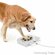 Собачий фонтан для питья