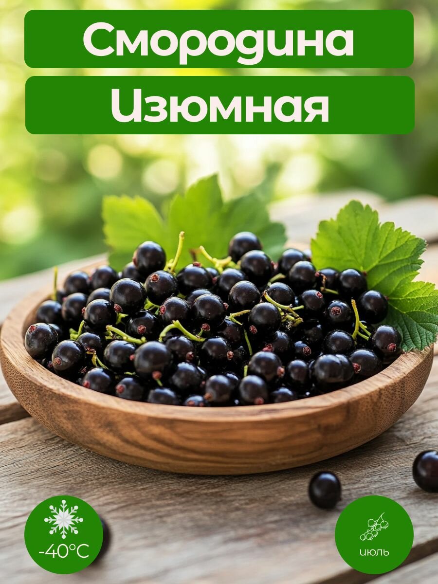 Черная смородина Изюмная