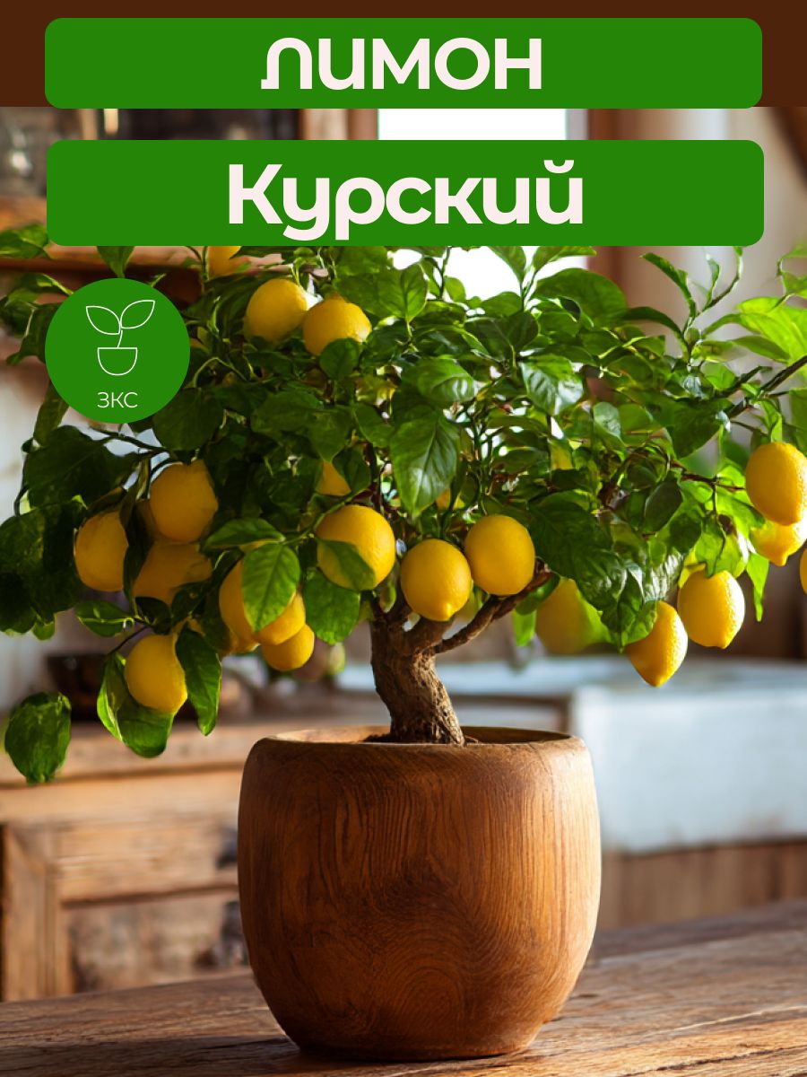 Лимон Курский