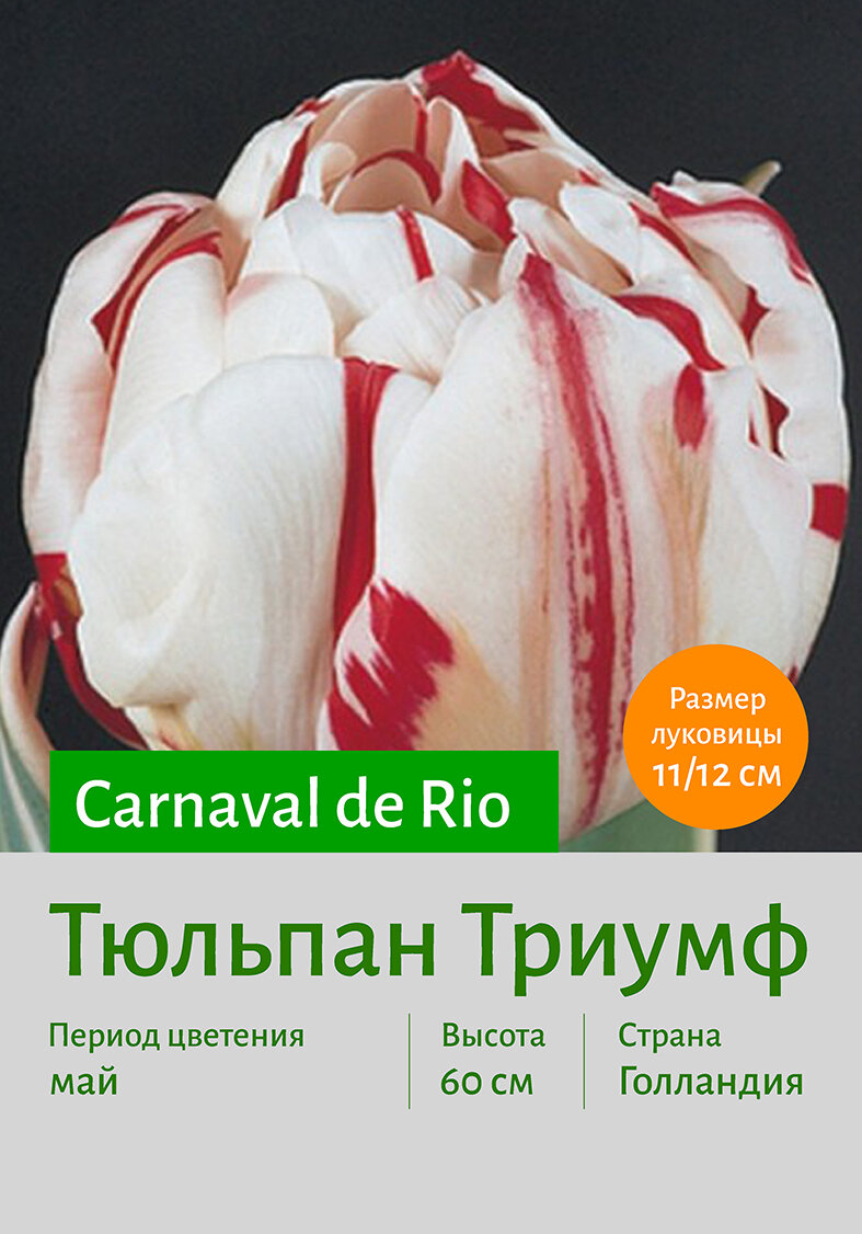 Тюльпан Карнавал де Рио (Carnaval de Rio), Триумф. Луковицы, 3 шт. Сотка.