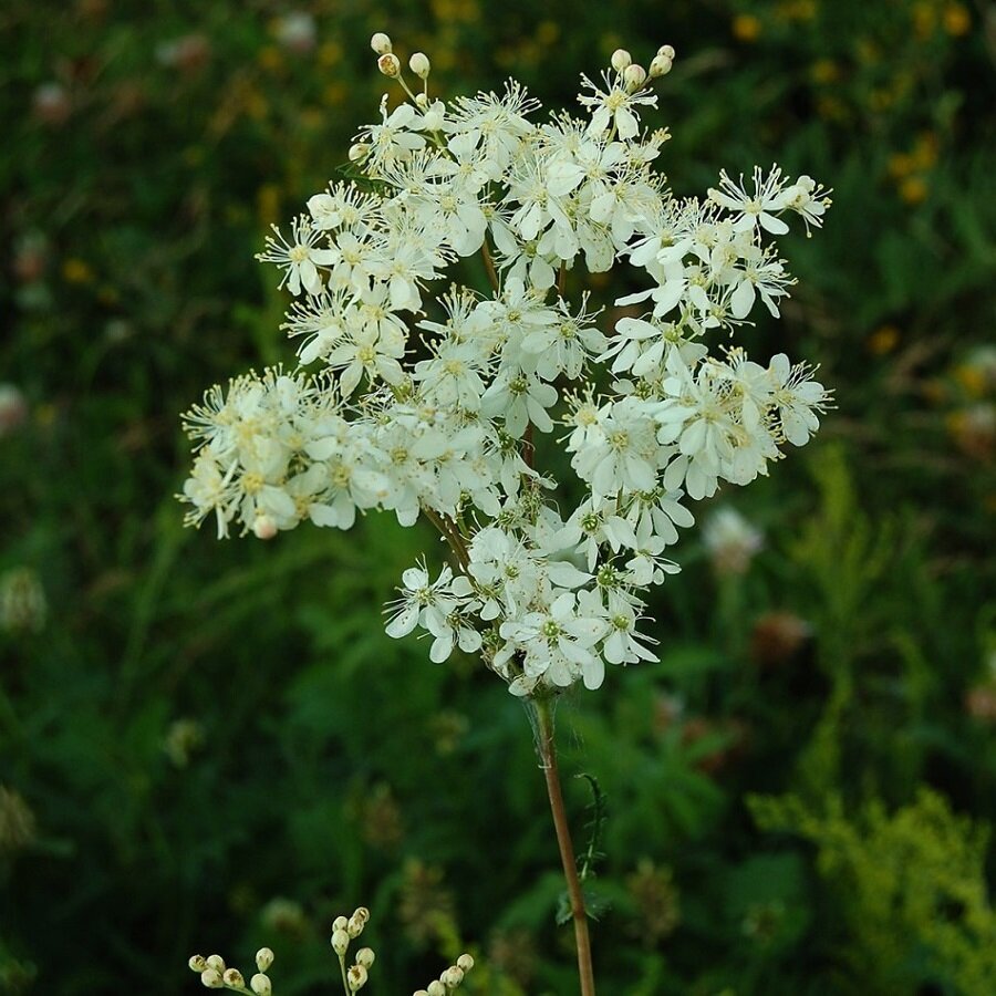 Семена Deodar SEEDS COMPANY Лабазник шестилепестный 40 шт.