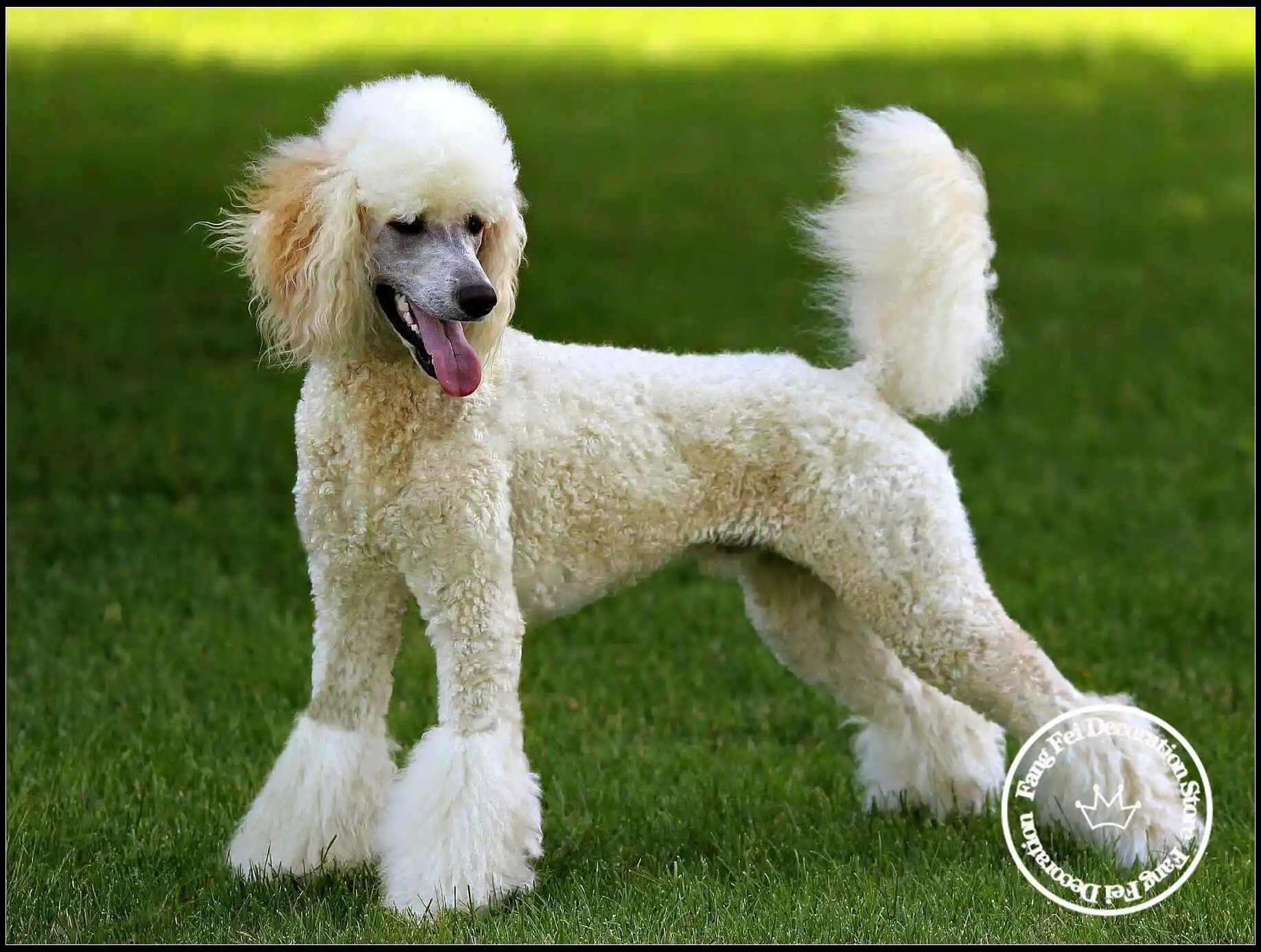 Алмазная мозаика на подрамнике "Домашняя собака Пудель" круглые бриллианты 40х50см