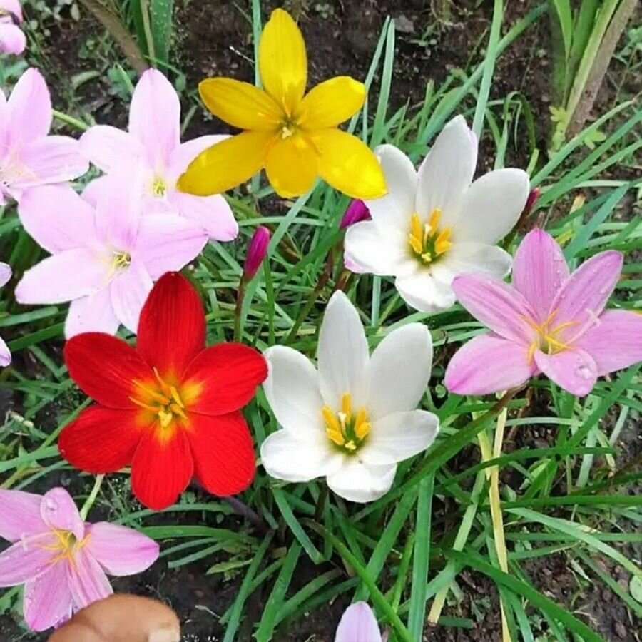 Зефирантес микс сортов, семена