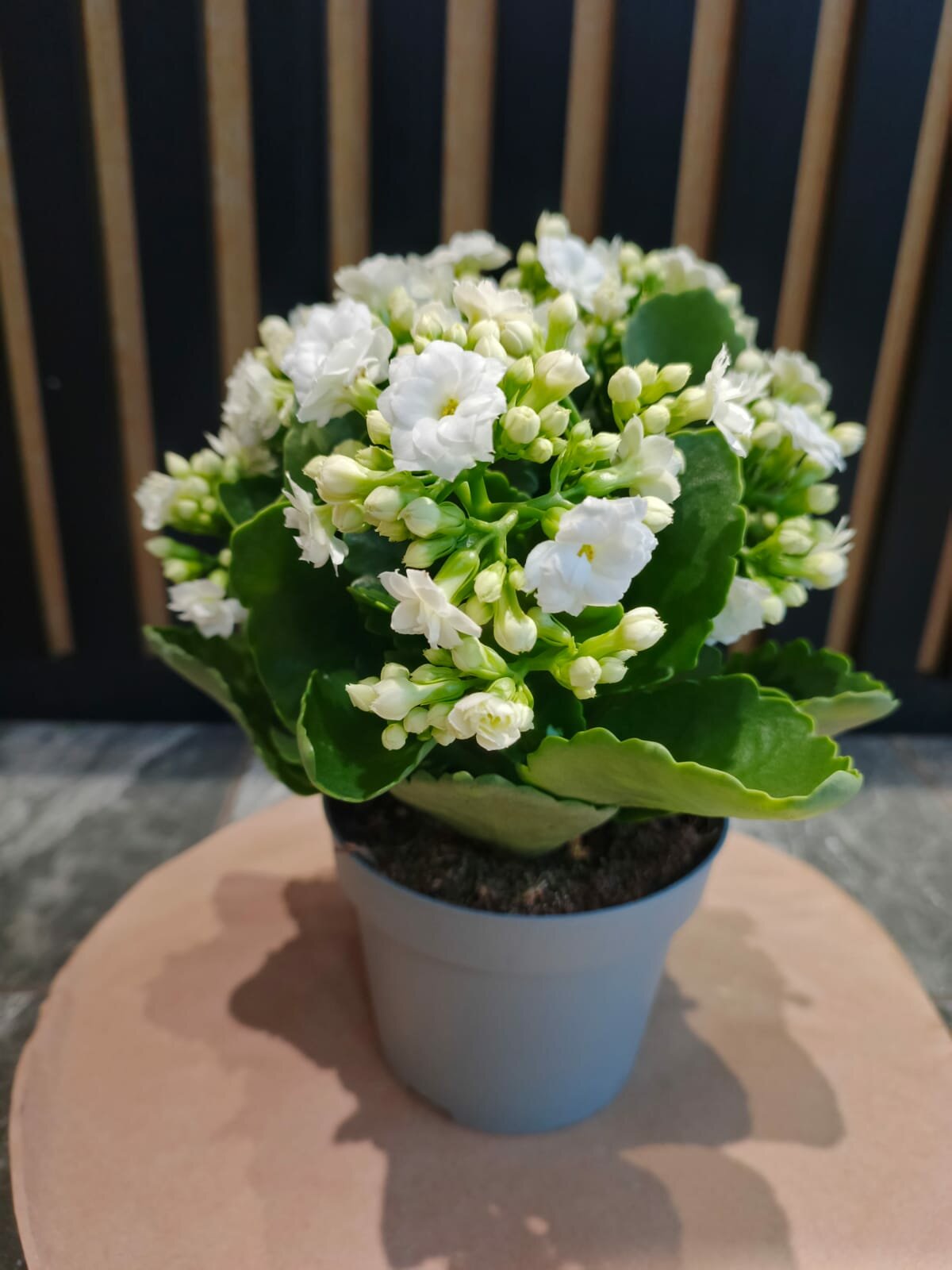 Комнатное растение "Каланхоэ" Цветочная Лавка, белый, многолетнее, настольное