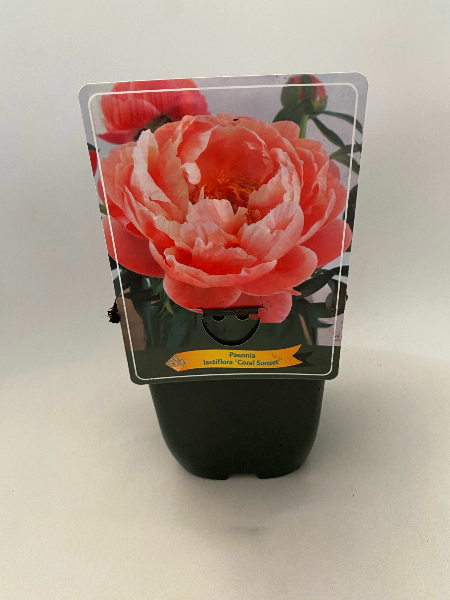 Пион корал сансет