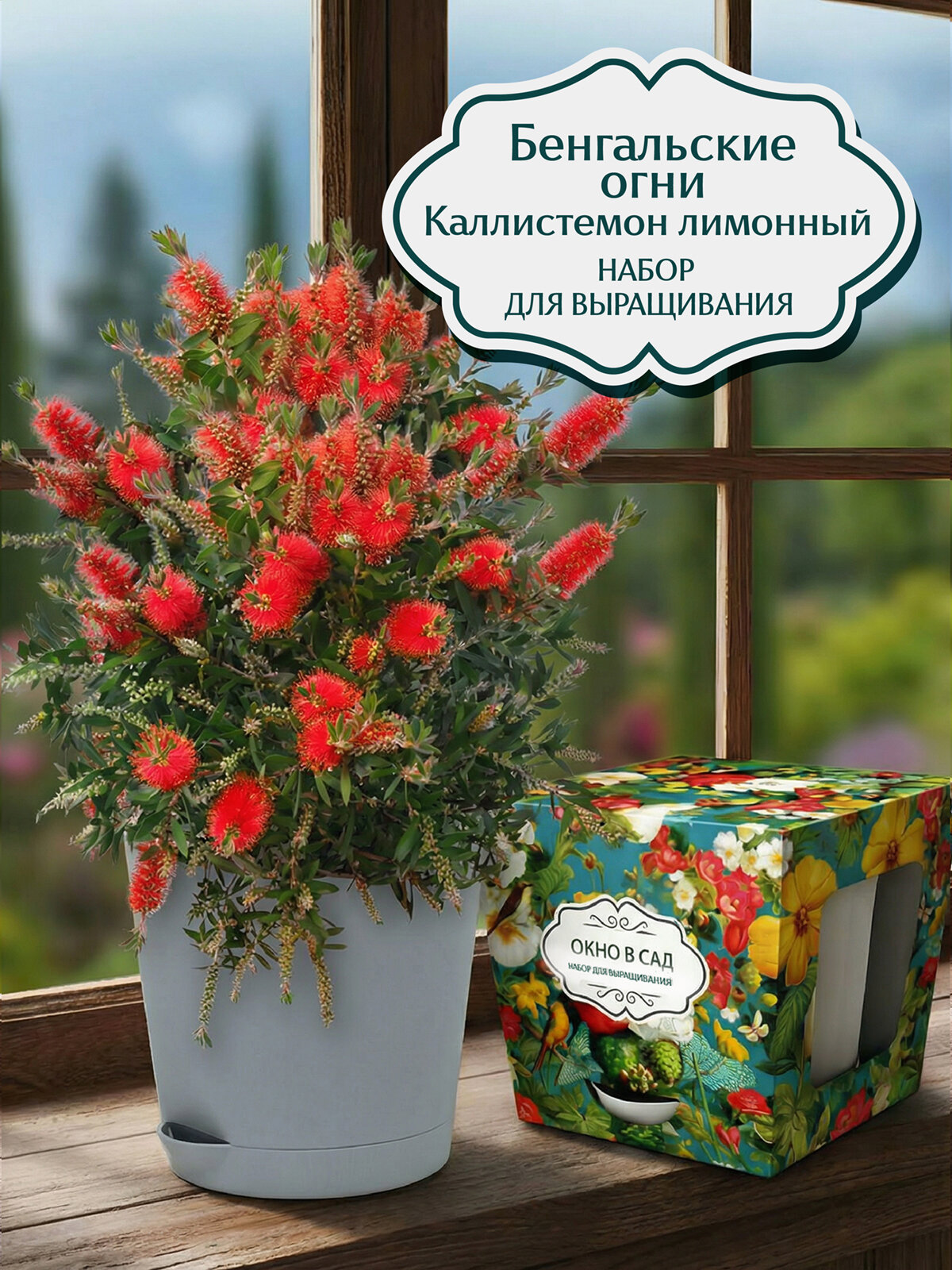 Набор для выращивания Бенгальские огни Каллистемон лимонный "Окно в сад", для детей и взрослых