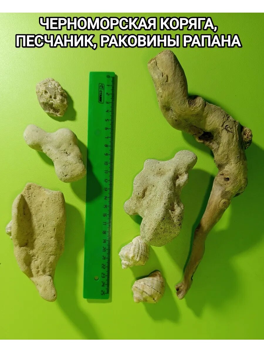 Коряга Черноморская, песчаник, раковины для аквариума, терр