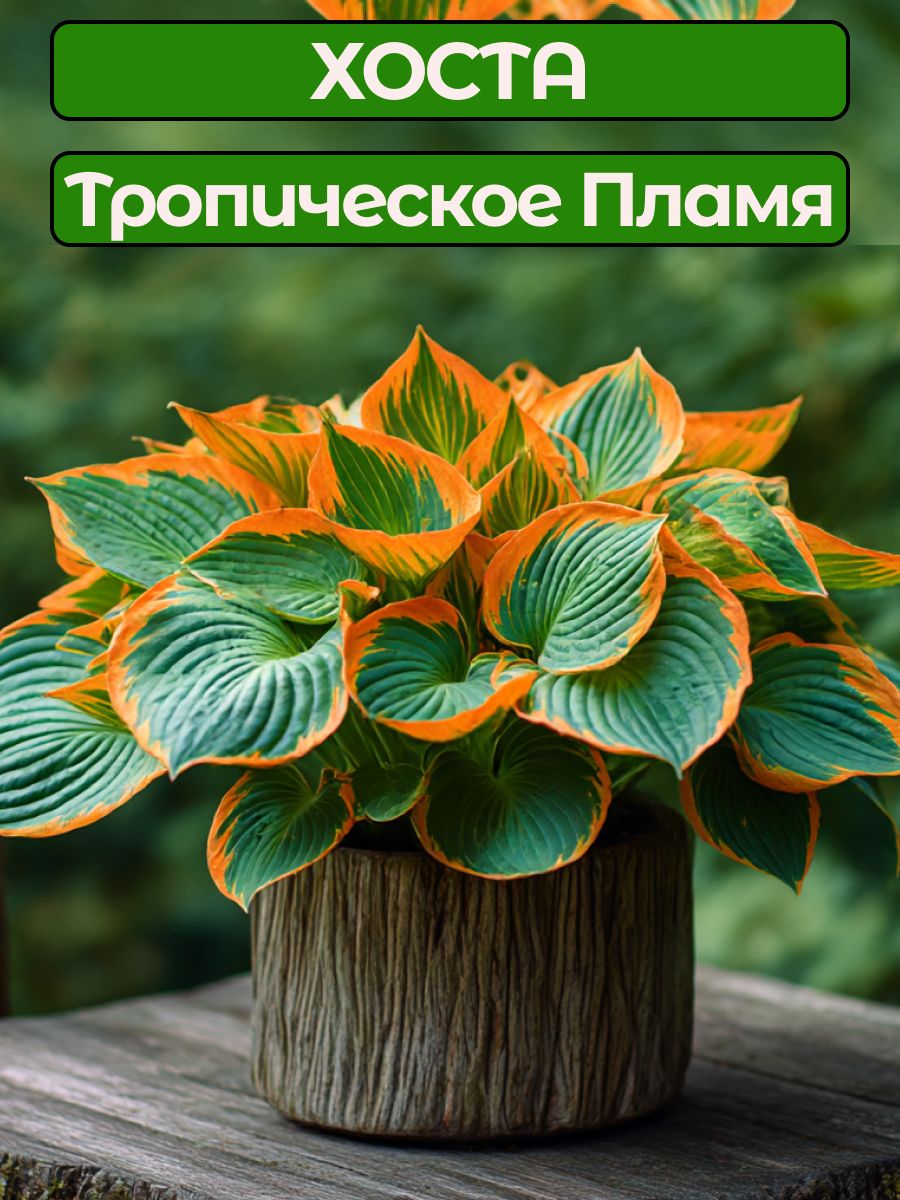Хоста Тропическое Пламя, 1 шт