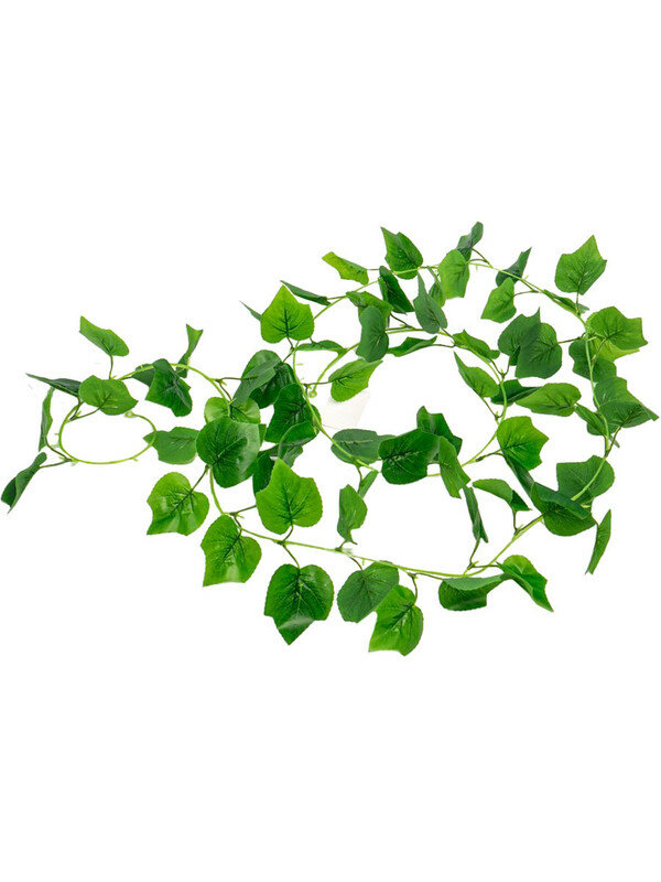 Лиана Плющ, маленькие листья, 2,2м