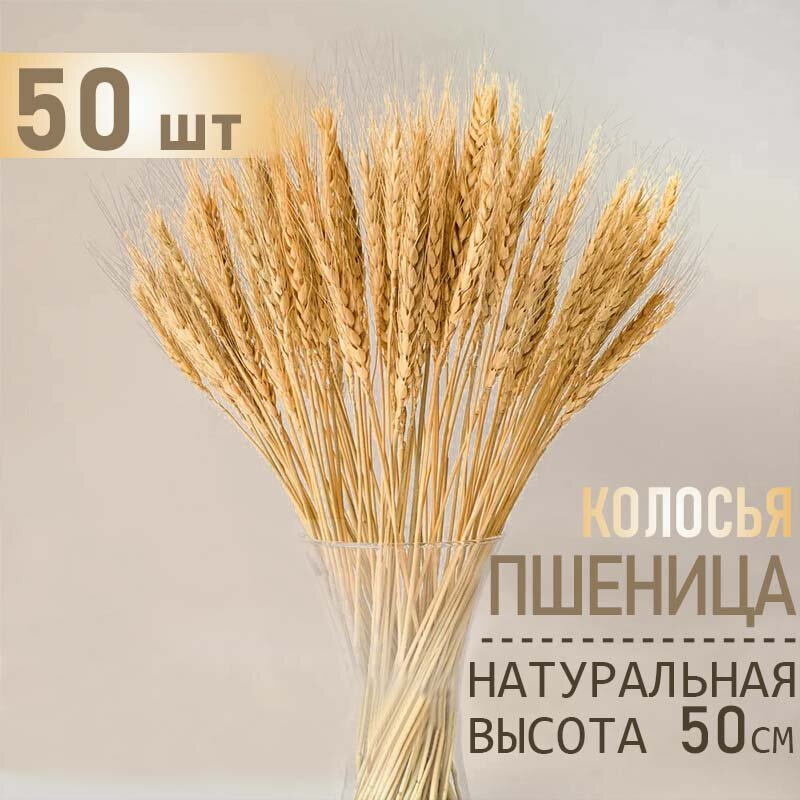 Натуральные колосья пшеницы 100 шт букет из сухоцветов для декора интерьера, уюта и творчества
