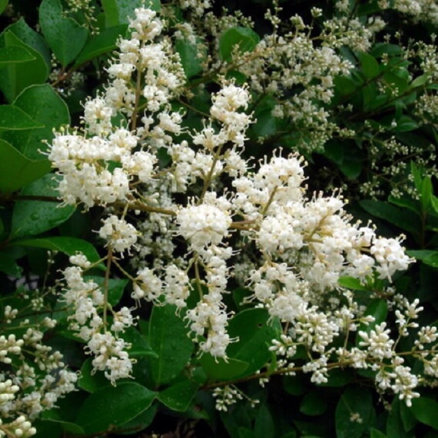 Семена Deodar SEEDS COMPANY Бирючина японская 30 шт.