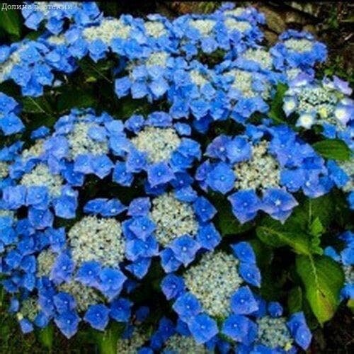 Гортензия крупнолистная Блаумайс (1 саженец в горшке Р12), Нидерланды