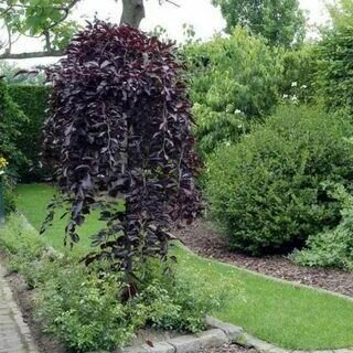 Бук Европейский Пурпурея Пендула, штамб, С5