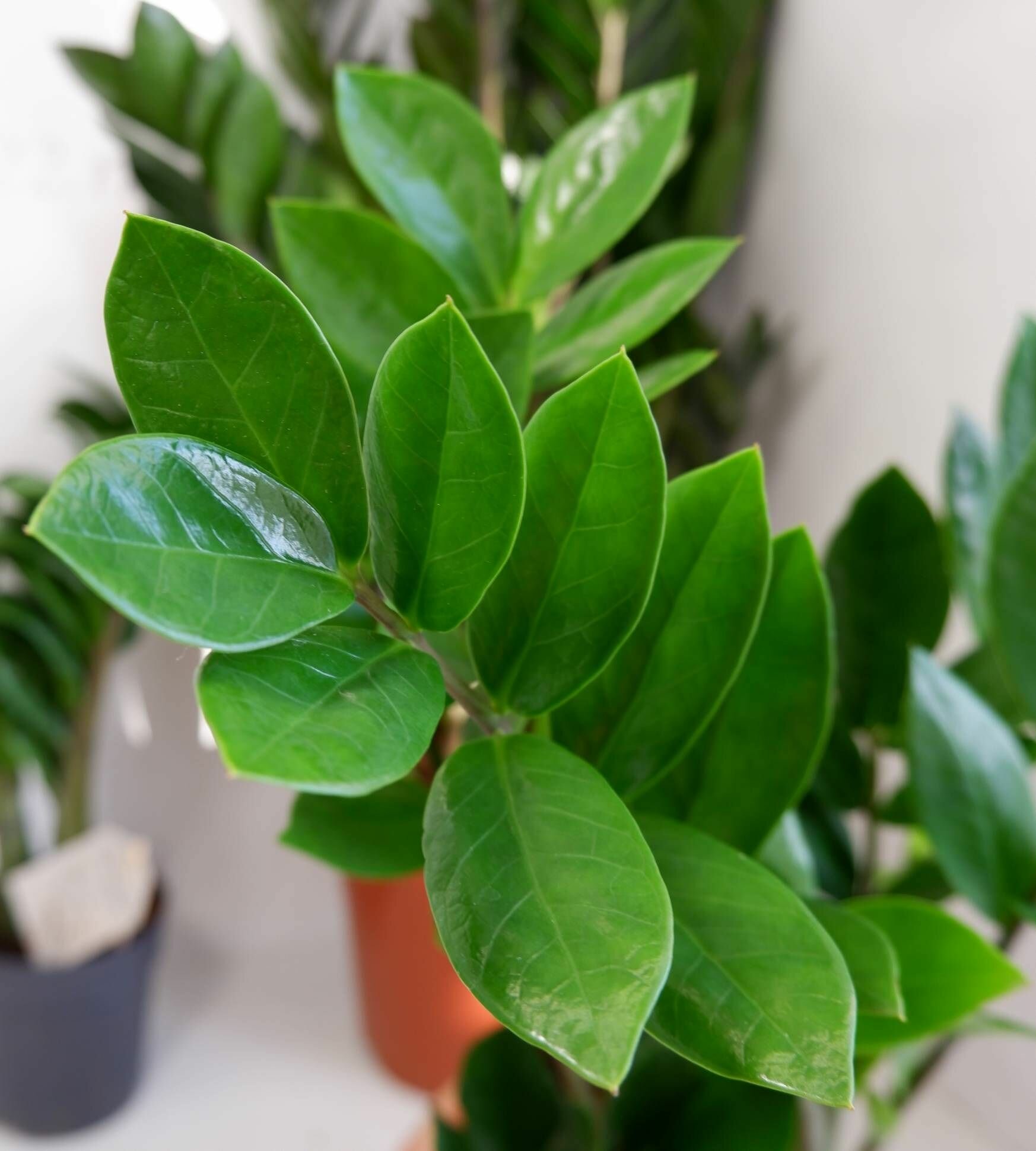 Замиокулькас Zamiifolia живой в горшке - комнатное растение, "долларовое дерево"