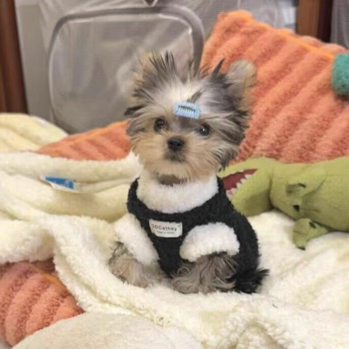 Одежда для собак мелких пород свитер для собак