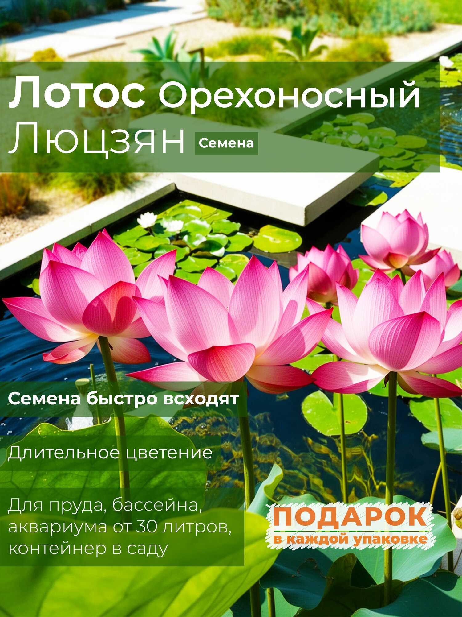 Лотос Орехоносный Люцзян, Семена, 5 шт, семена экзотических растений